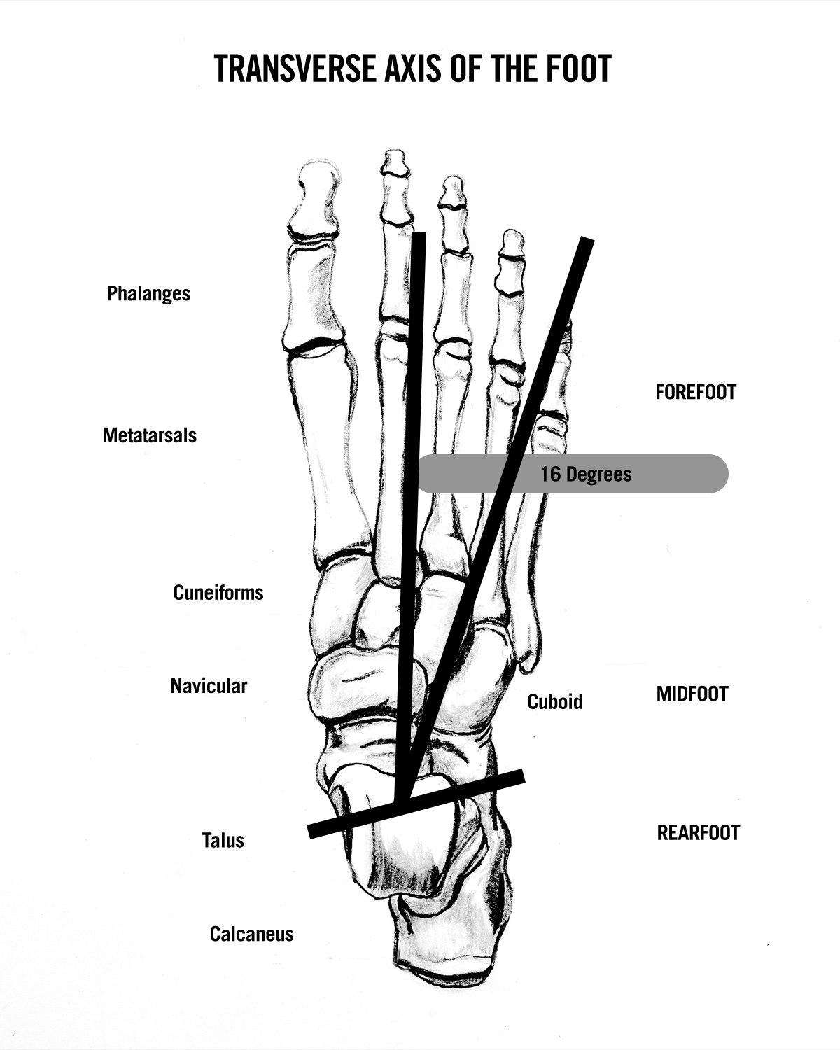 transverse axis of the foot - On Target Publications